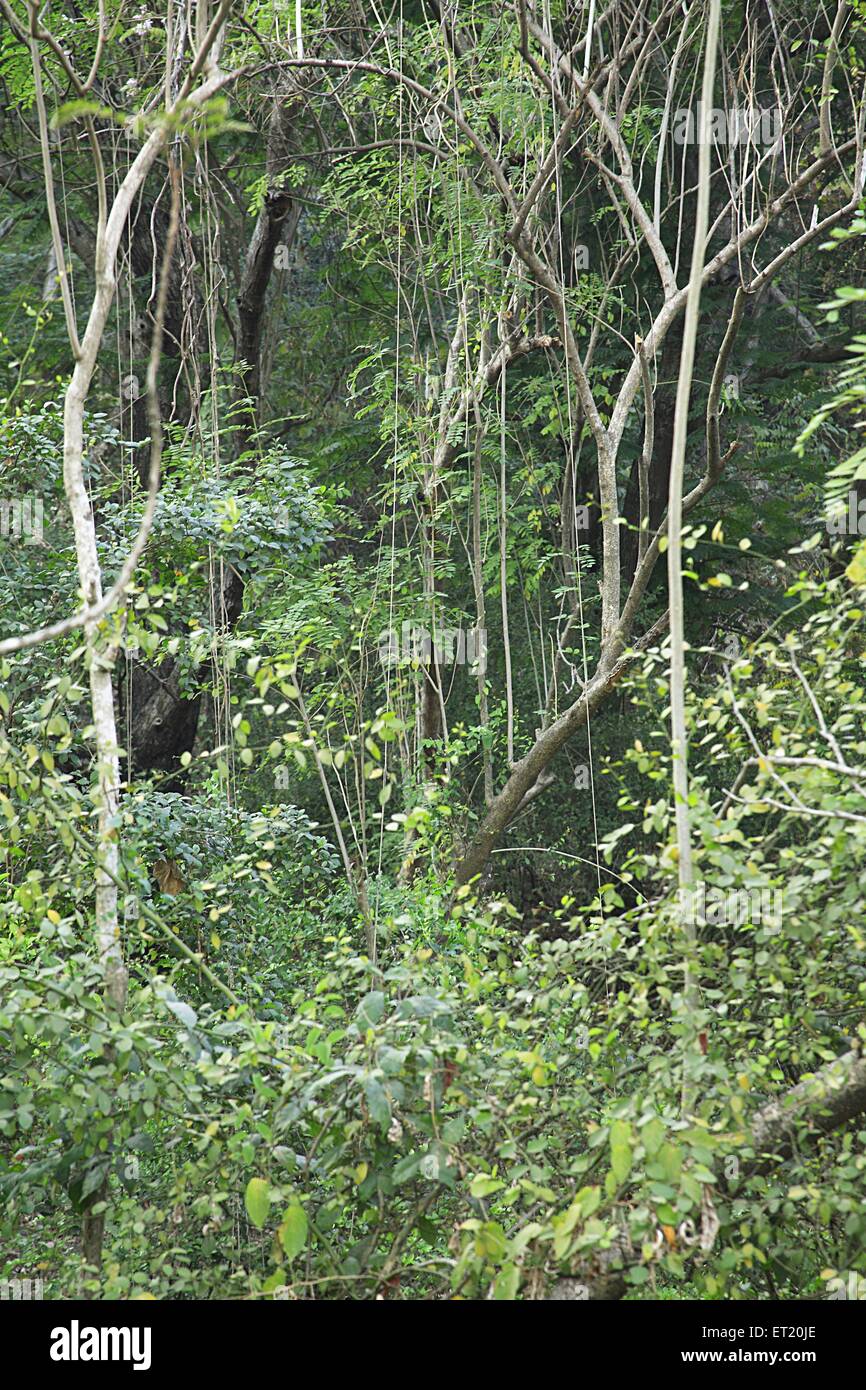 Forest greenery ; Sanjay Gandhi National Park ; Borivali National Park ...