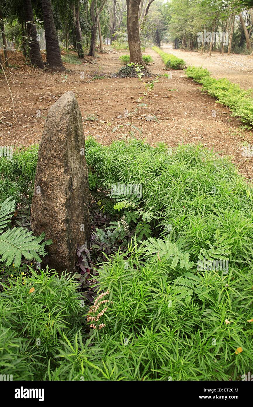 Forest greenery ; Sanjay Gandhi National Park ; Borivali National Park ...