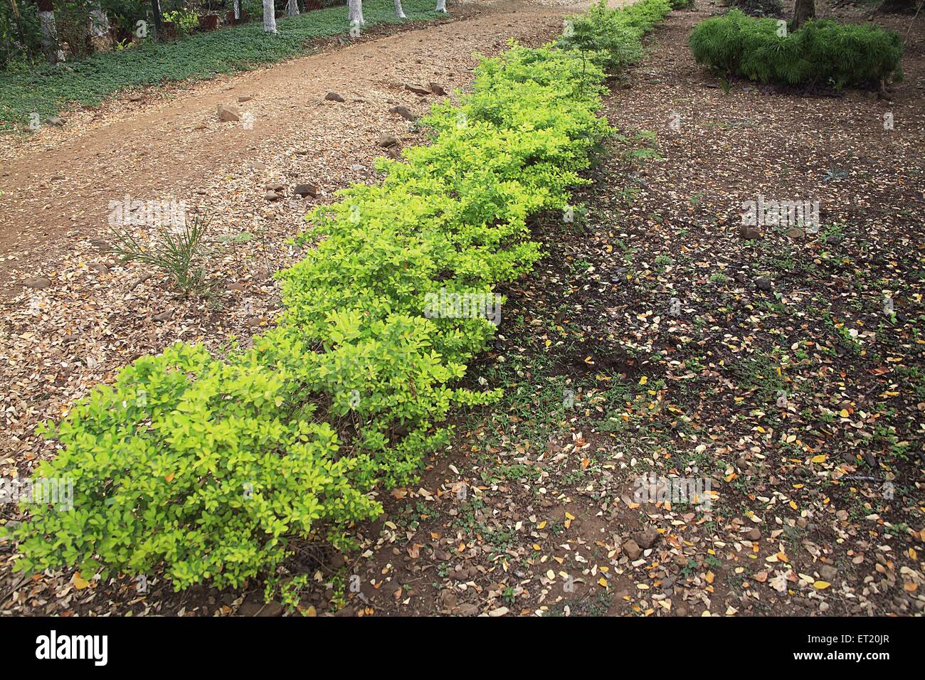 Forest greenery ; Sanjay Gandhi National Park ; Borivali National Park ...