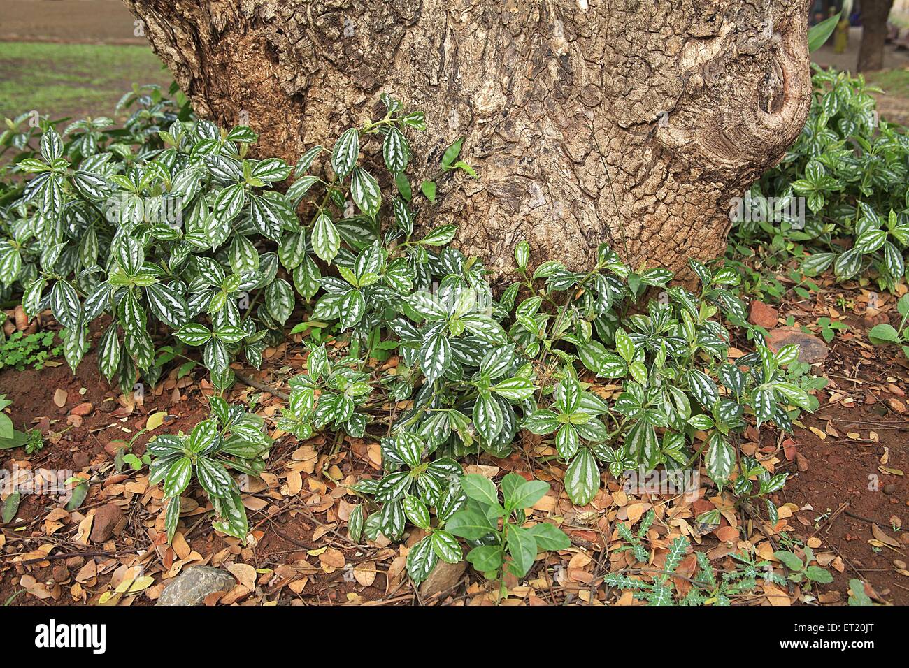 Forest greenery ; Sanjay Gandhi National Park ; Borivali National Park ...