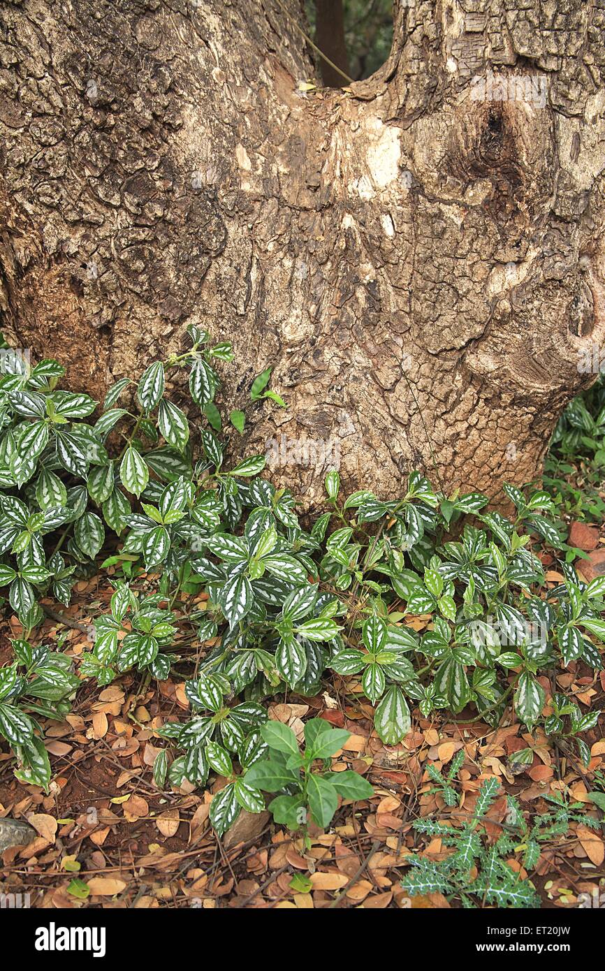 Forest greenery ; Sanjay Gandhi National Park ; Borivali National Park ...