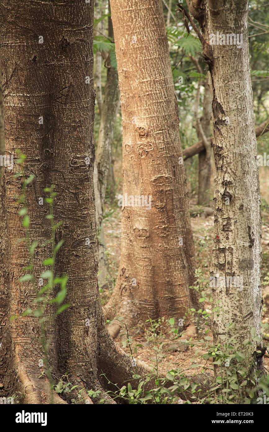 Tree trunk ; Sanjay Gandhi National Park ; Borivali National Park ...