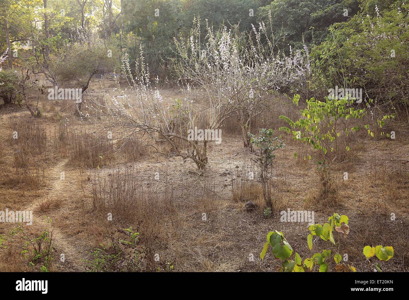 Forest path ; Sanjay Gandhi National Park ; Borivali National Park ...