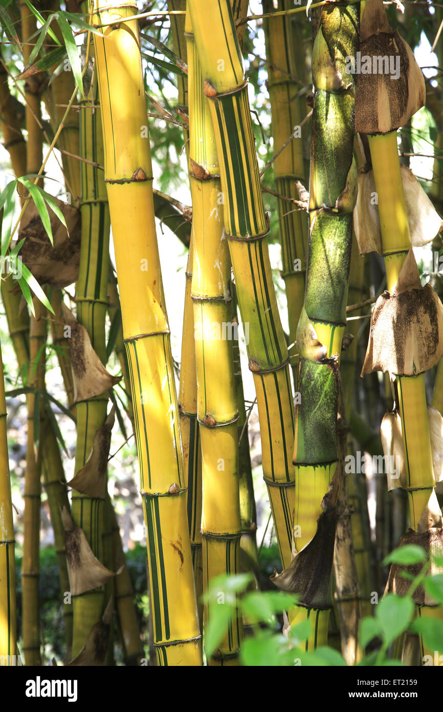 Bamboo trees ; tree trunks ; Sanjay Gandhi National Park ; Borivali ...