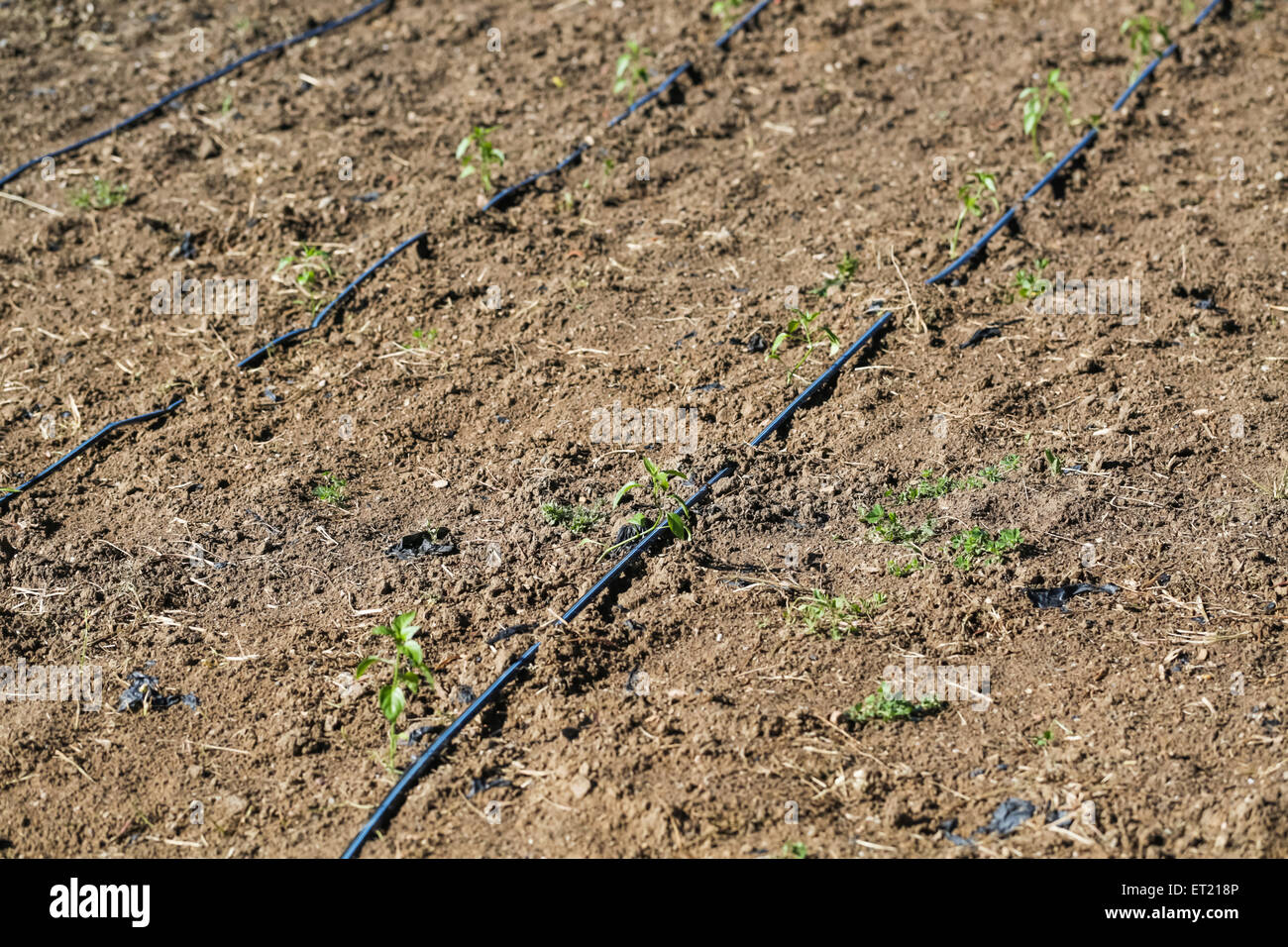 Localized Irrigation