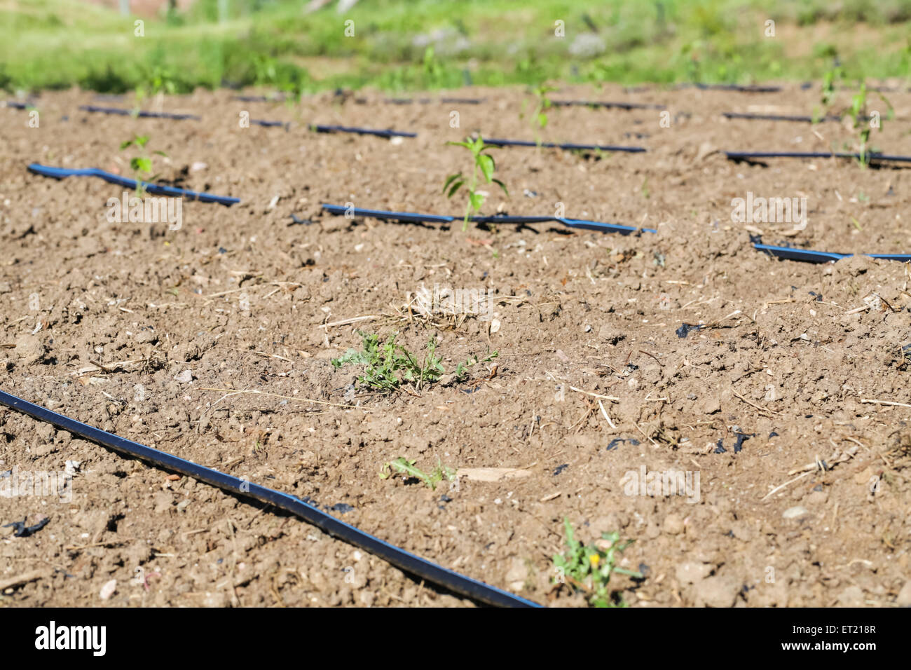 Trickle drip irrigation hi-res stock photography and images - Alamy