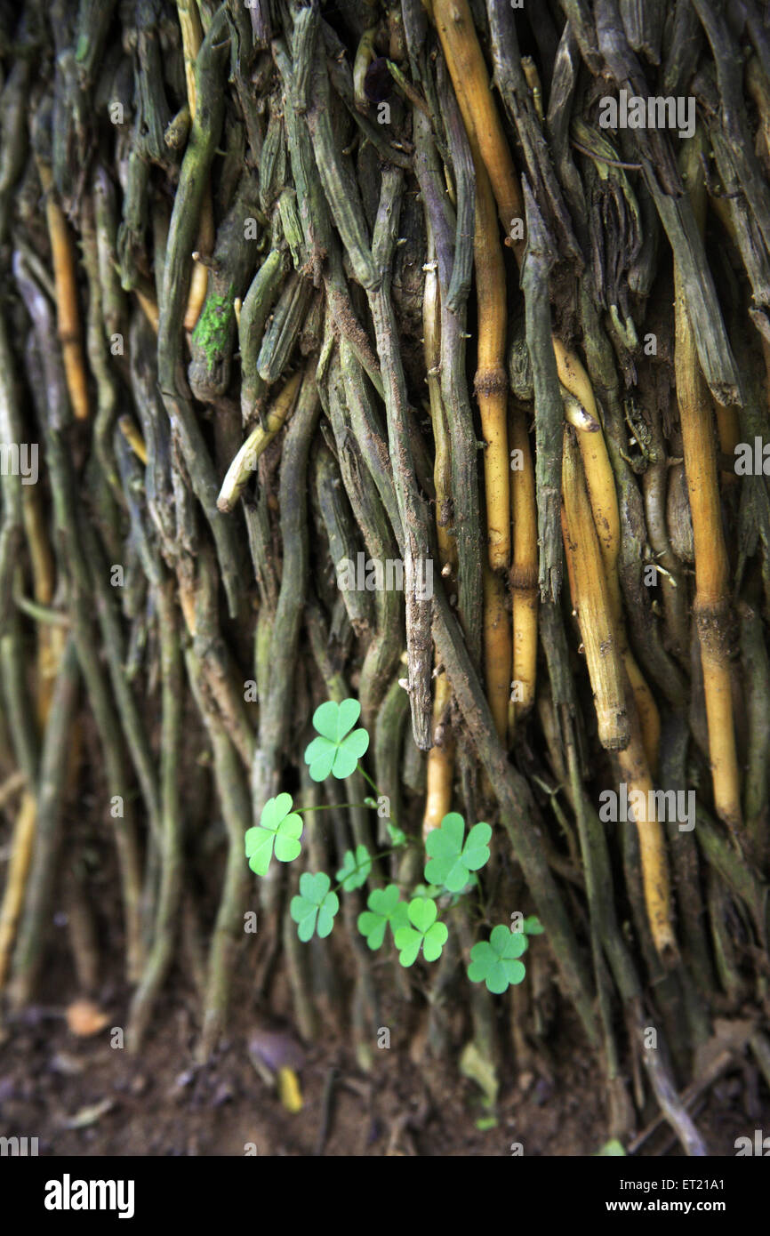 Indian roots hi-res stock photography and images - Alamy