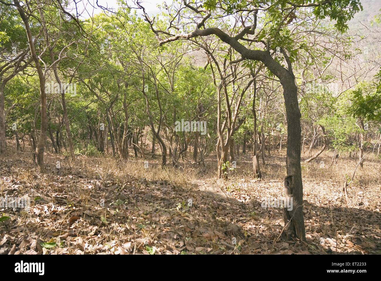 Indian jungle landscape hi-res stock photography and images - Alamy