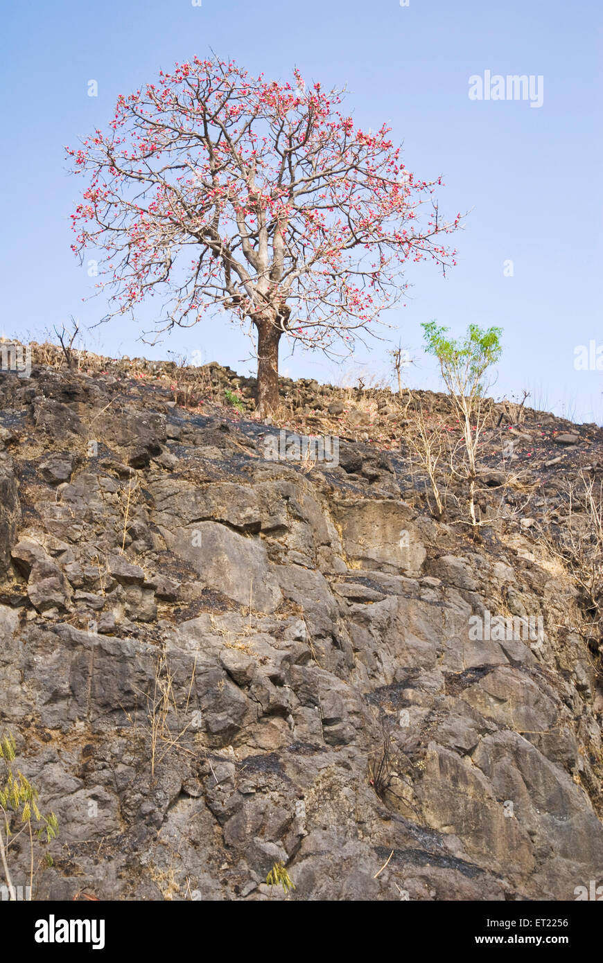 Red flowers tree on hill ; Panchgani ; District Satara ; Maharashtra ...