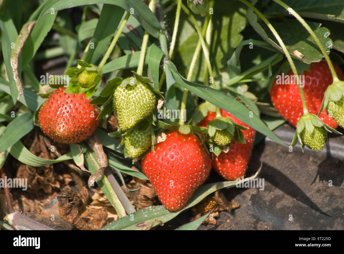 Fruits Field High Resolution Stock Photography and Images - Alamy