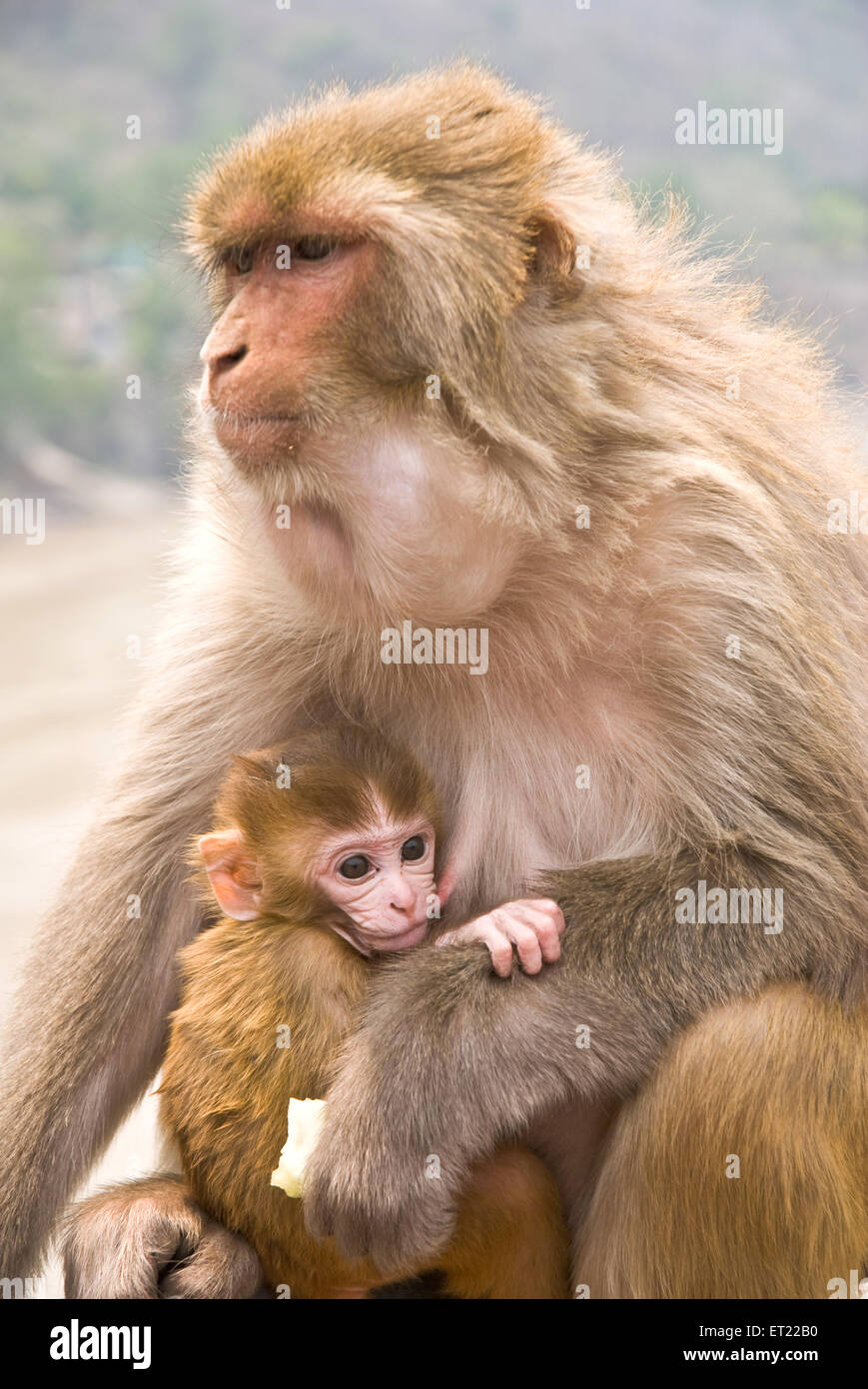 Babies and young rhesus monkeys hi-res stock photography and images - Alamy