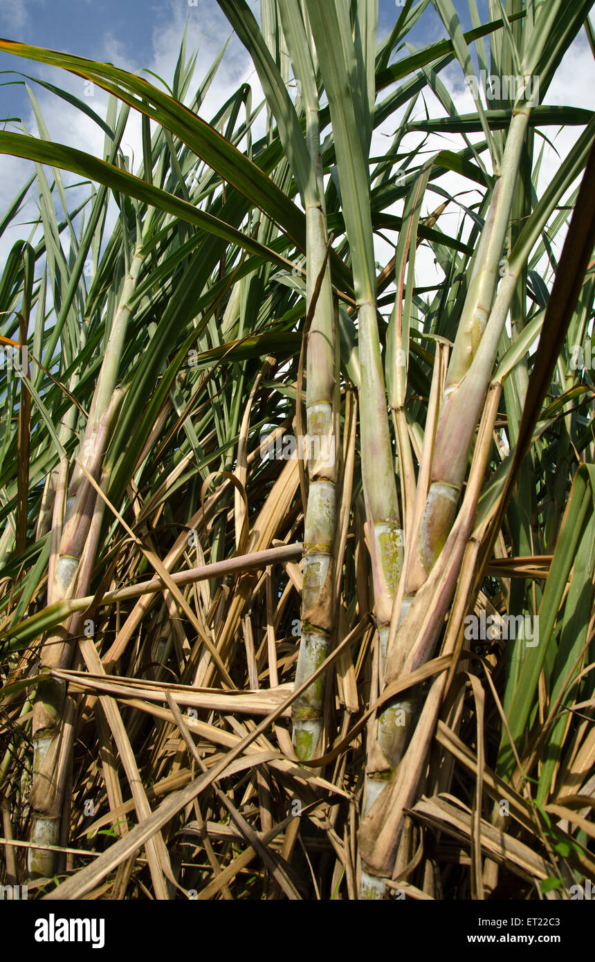 Indian Sugar Cane Field