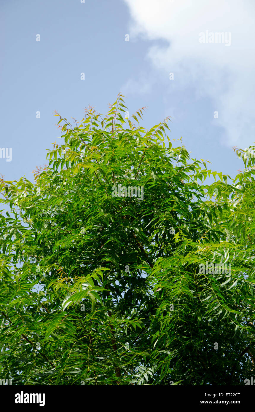 Neem trees hi-res stock photography and images - Alamy