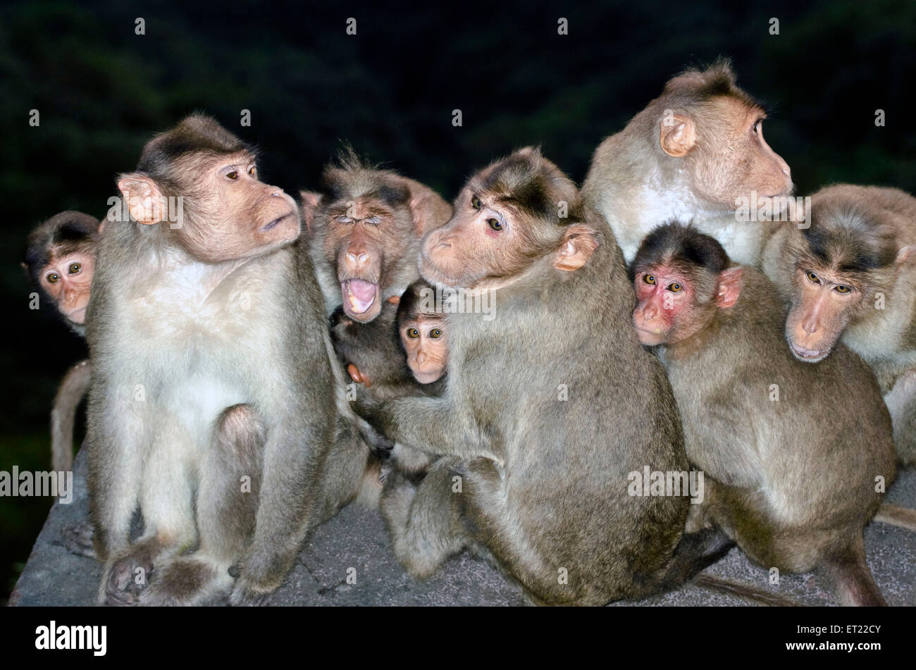 Bonnet macaques Macaca radiata Kolhapur Maharashtra India Asia Stock ...