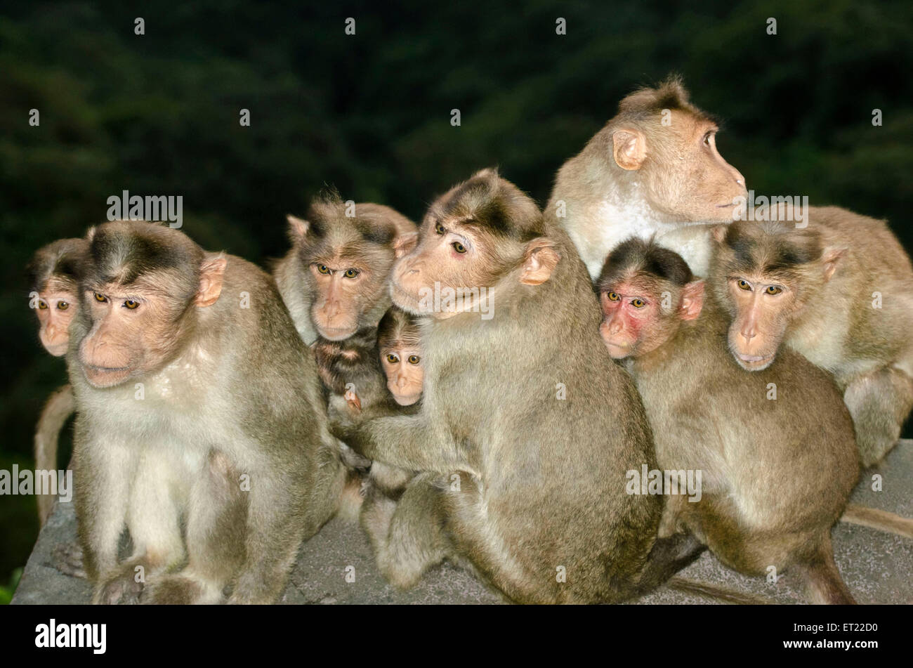 Bonnet macaques Macaca radiata Kolhapur Maharashtra India Asia Stock ...