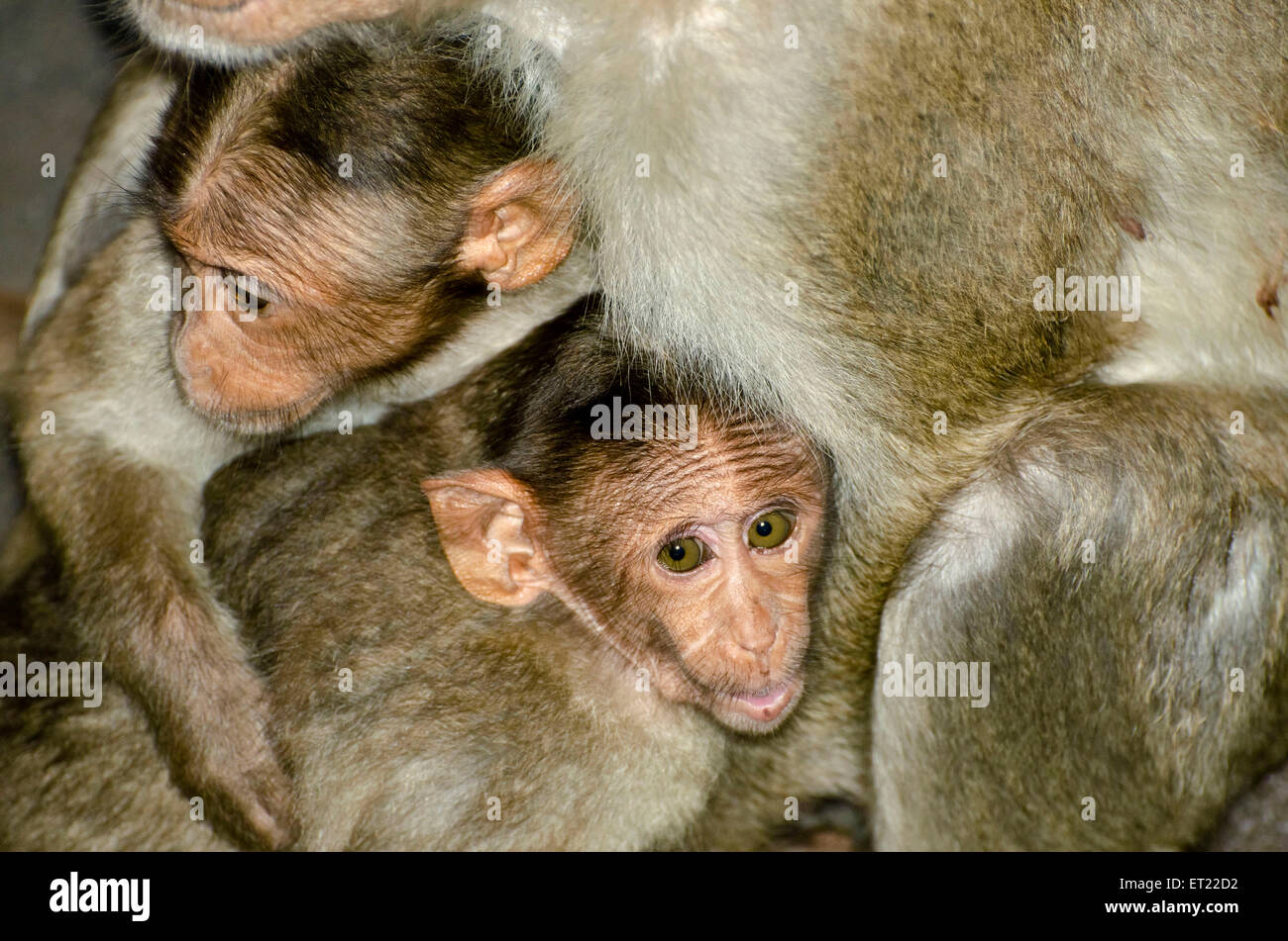 Asian macaques hi-res stock photography and images - Alamy