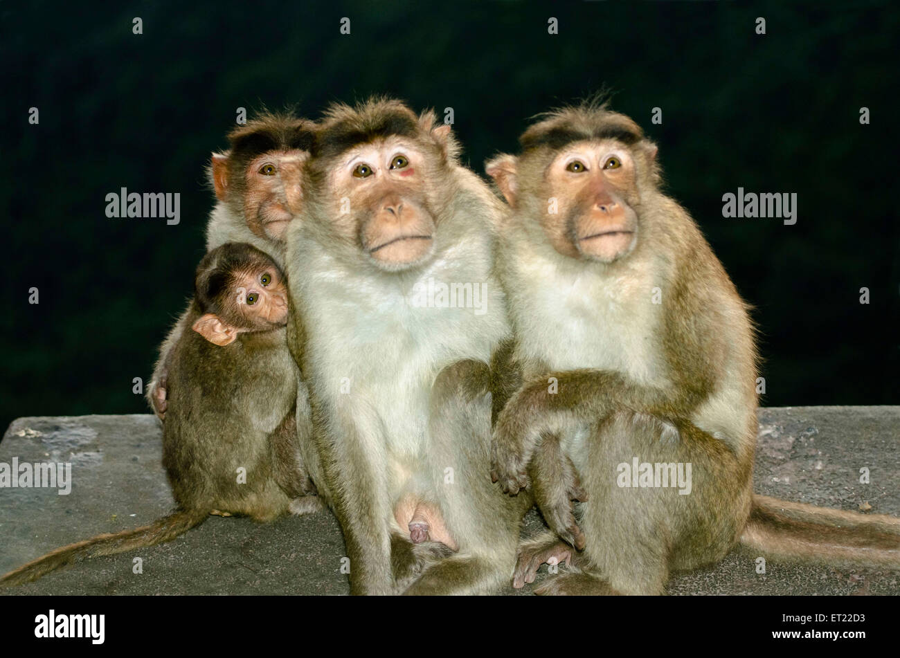 Bonnet macaques Macaca radiata Kolhapur Maharashtra India Asia Stock ...