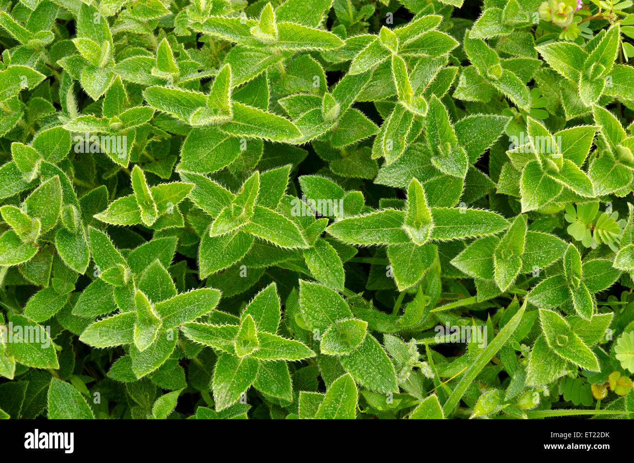 karvi leaves Satara Maharashtra India Asia Stock Photo - Alamy