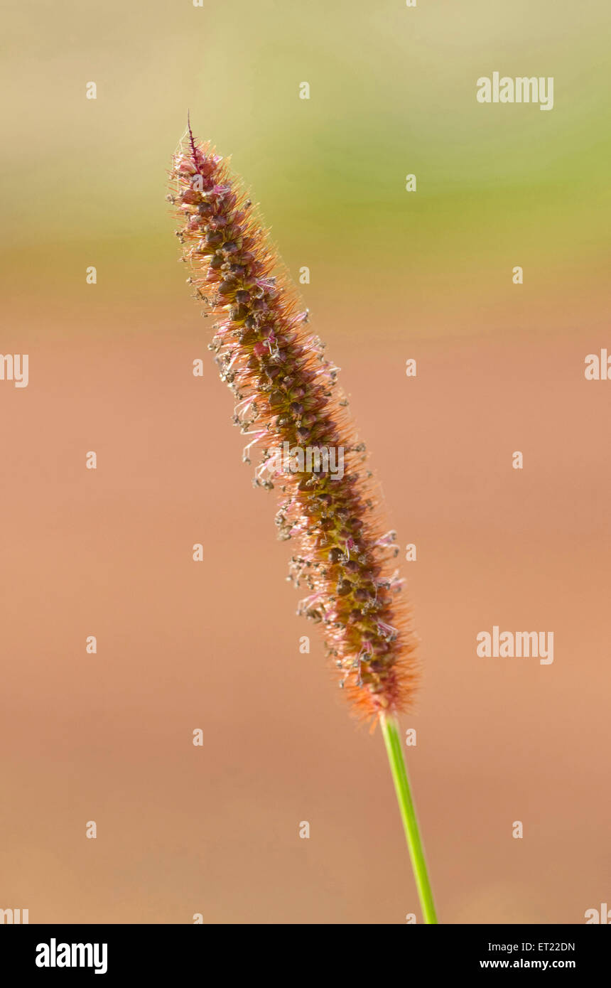 wild grass plants Kaas plateau Satara Maharashtra India Asia Stock ...