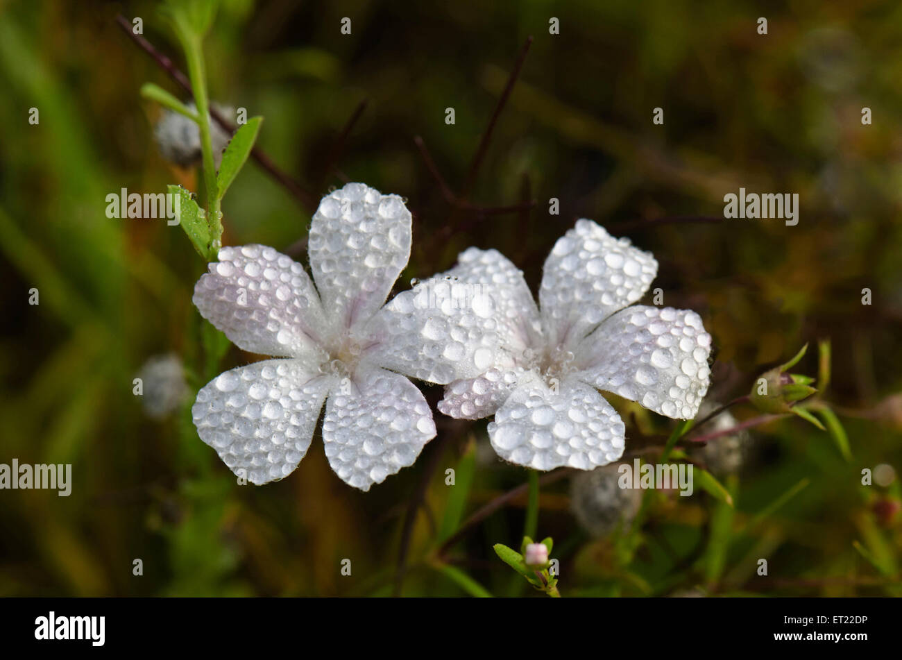 Trumpet flower Satara Maharashtra India Asia Stock Photo - Alamy