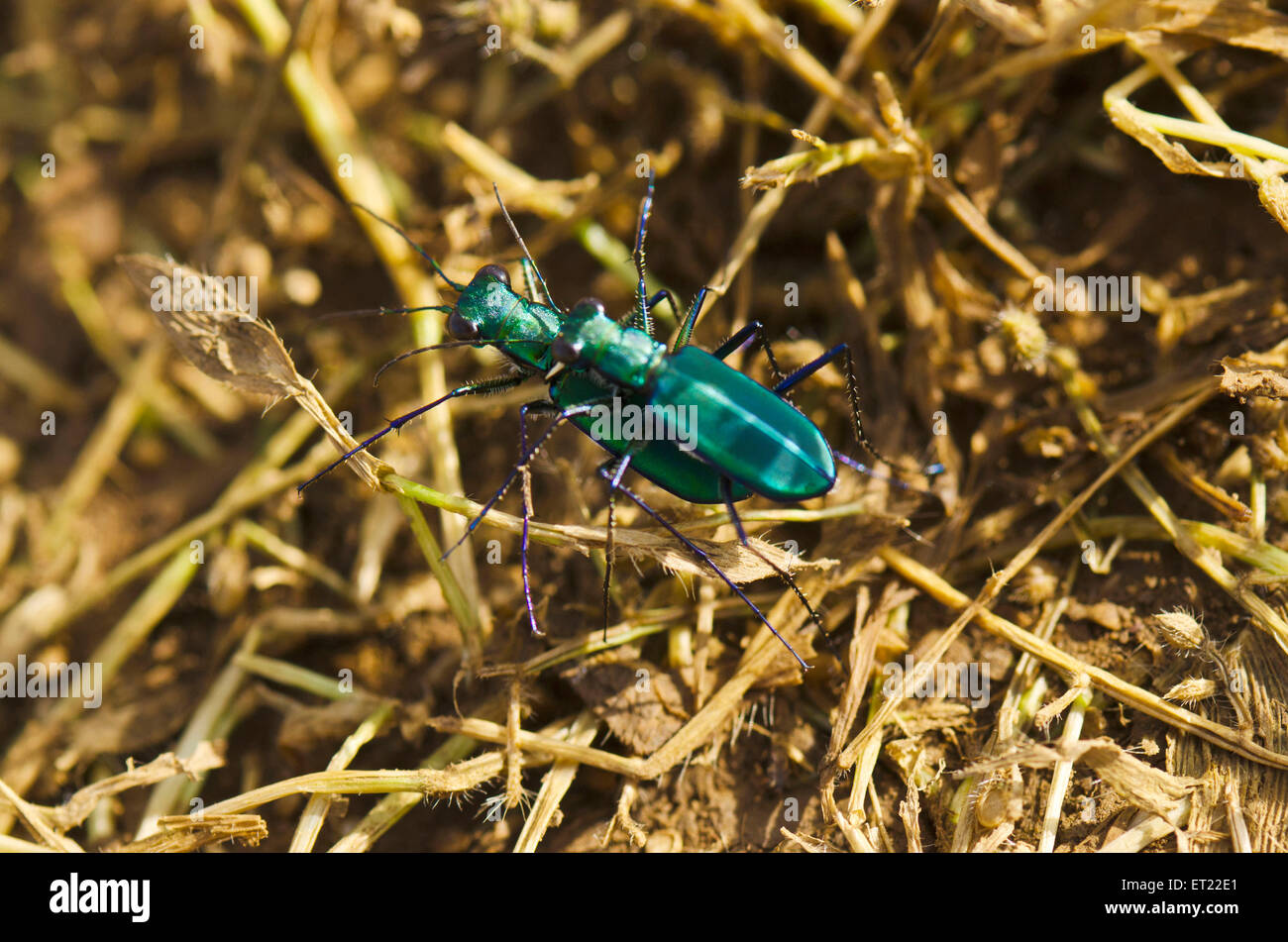 Indian beetle hi-res stock photography and images - Alamy