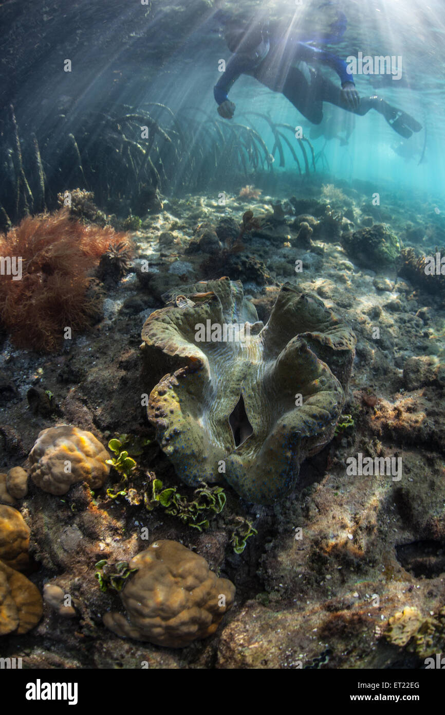 A giant clam (Tridacna gigas) grows on a shallow reef on the edge of a ...