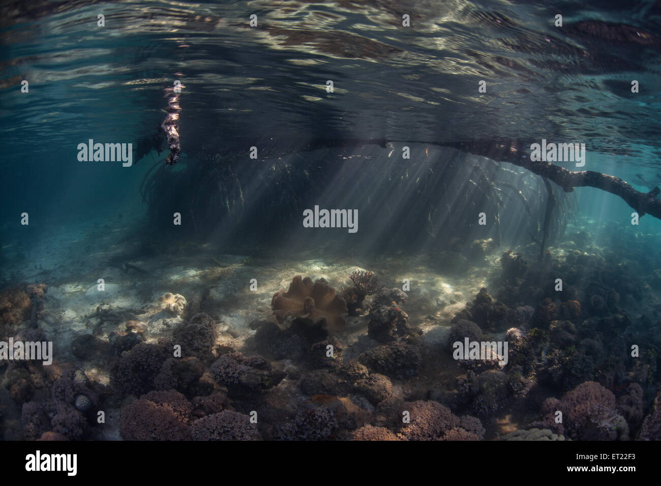 Beams of sunlight illuminate the seafloor in a mangrove forest in the ...
