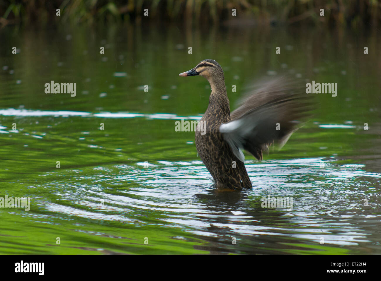 Pacific Black Duck in Redwood Park, Adelaide, SA, Australia Stock Photo ...