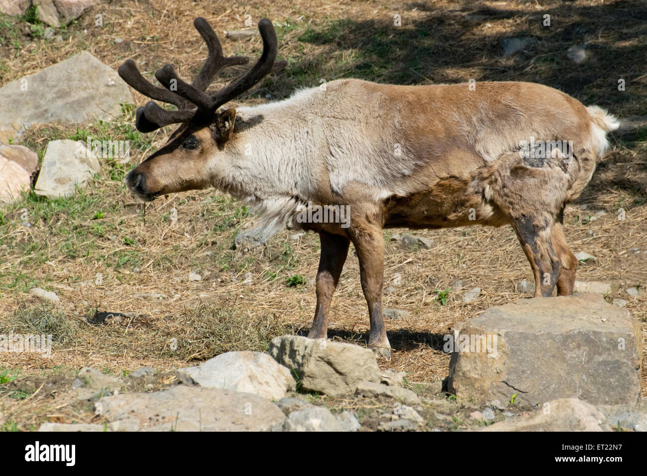 A male Caribou in spring Stock Photo - Alamy