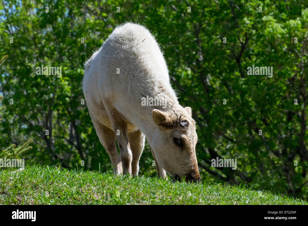 A female Caribou in spring Stock Photo - Alamy