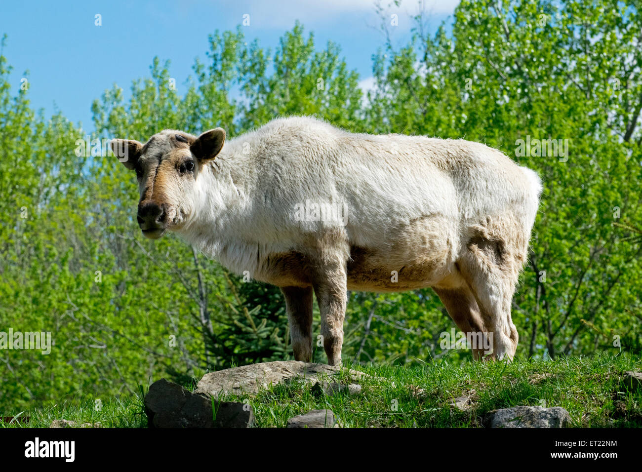 A female Caribou in spring Stock Photo - Alamy