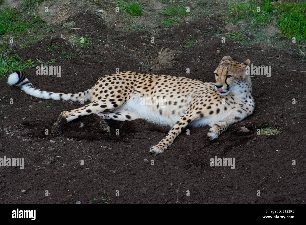 A single Cheetah Stock Photo - Alamy