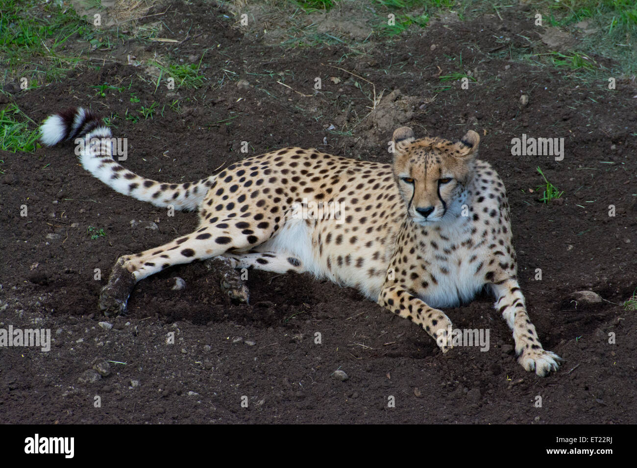 A single Cheetah Stock Photo - Alamy