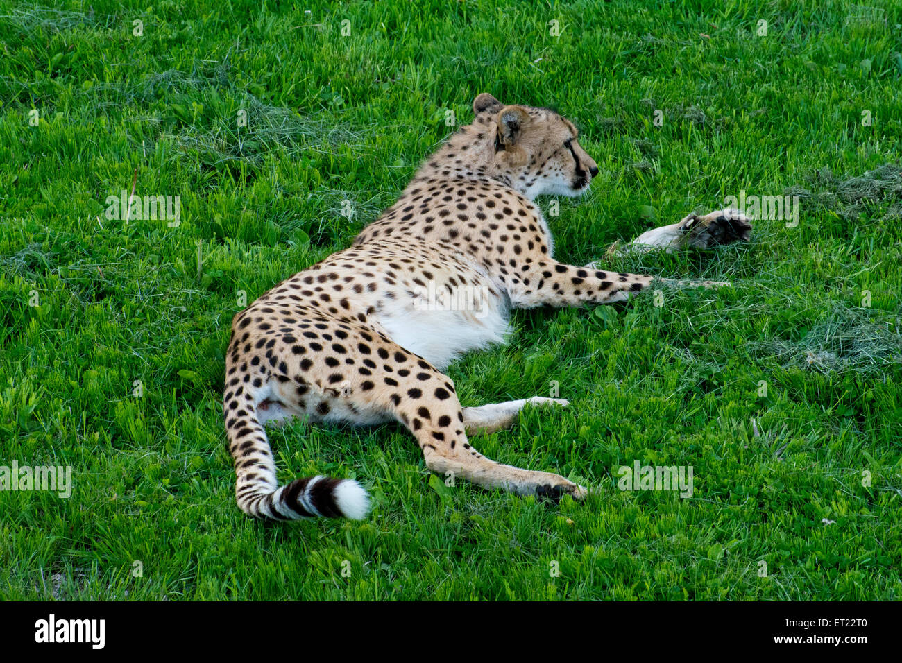 A single Cheetah Stock Photo - Alamy