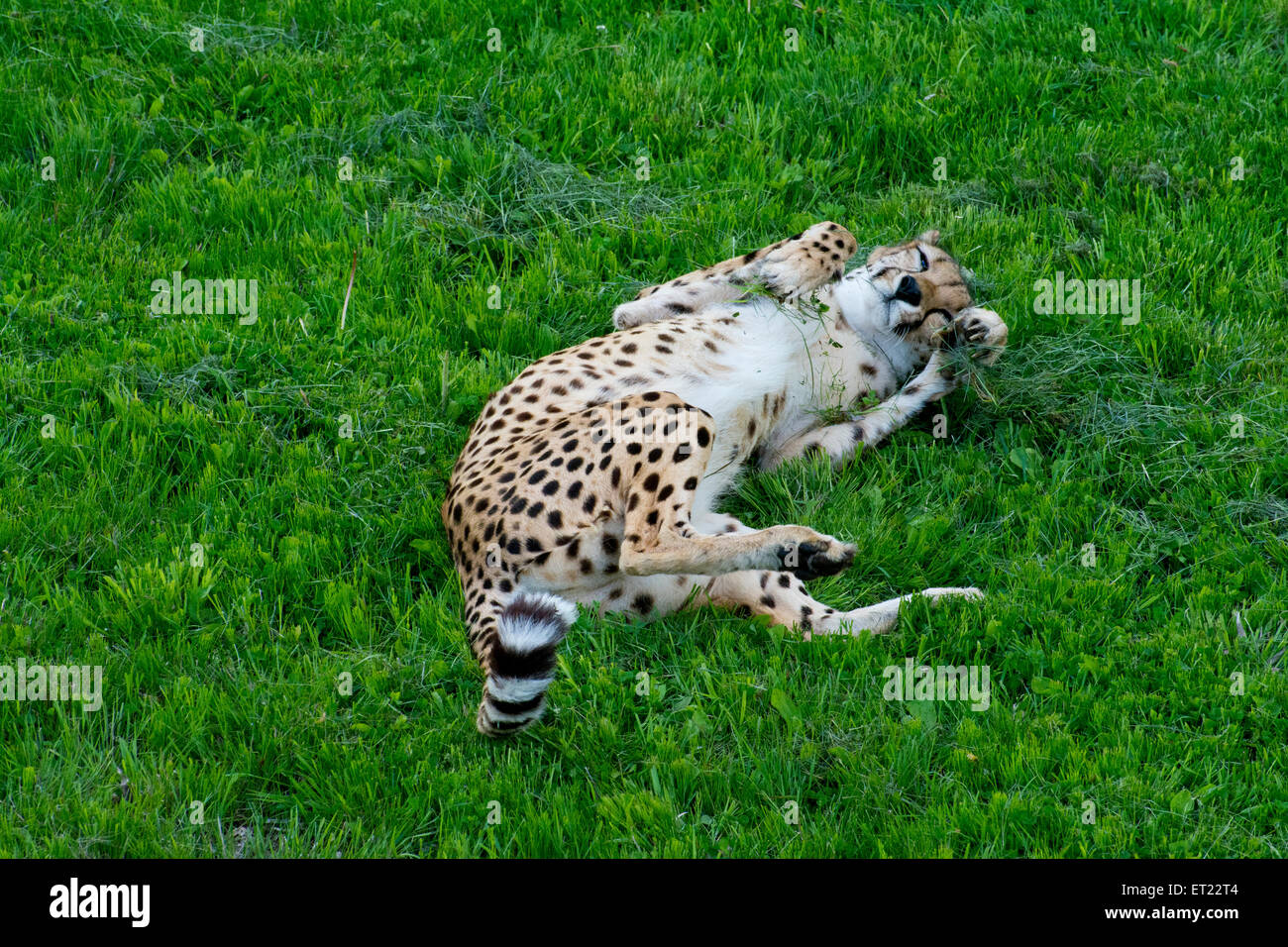 A single Cheetah Stock Photo - Alamy