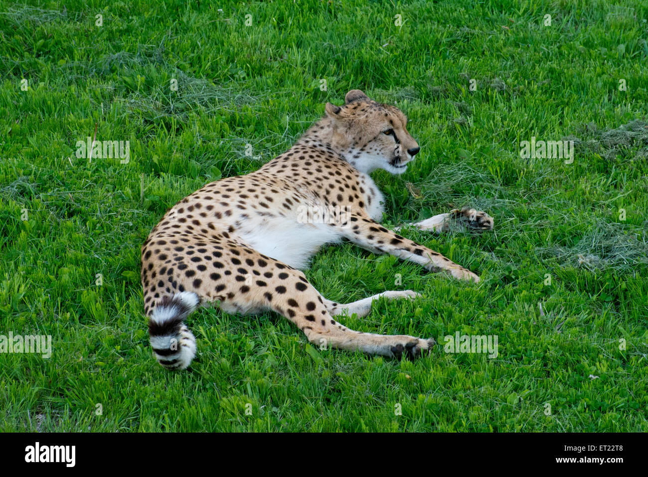 A single Cheetah Stock Photo - Alamy
