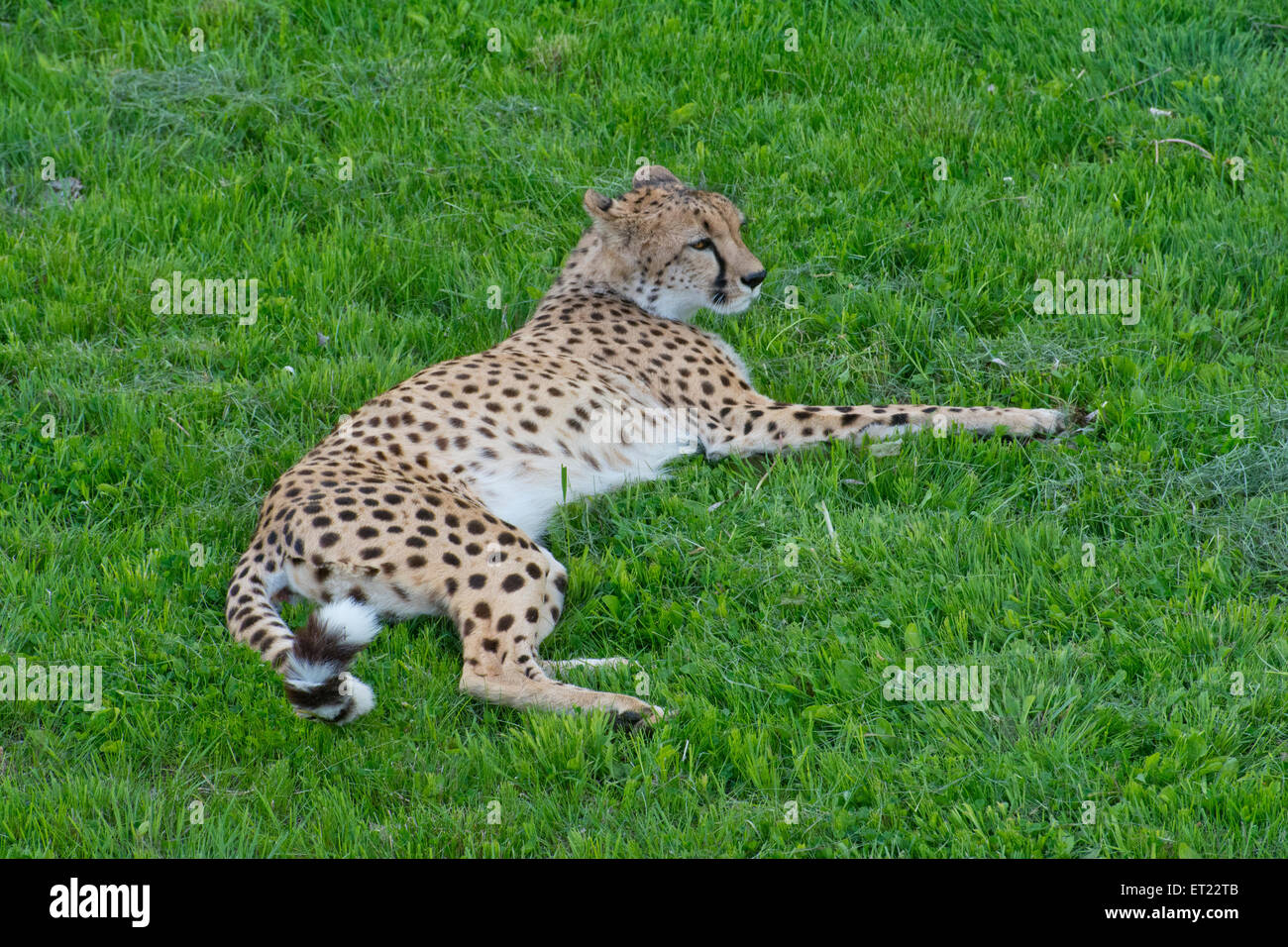 A single Cheetah Stock Photo - Alamy