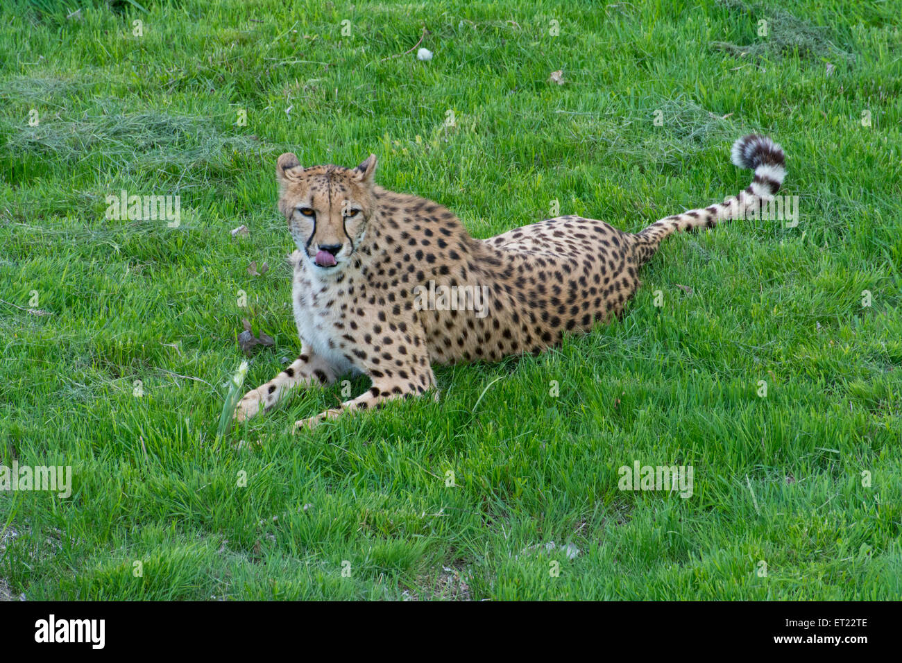 A single Cheetah Stock Photo - Alamy