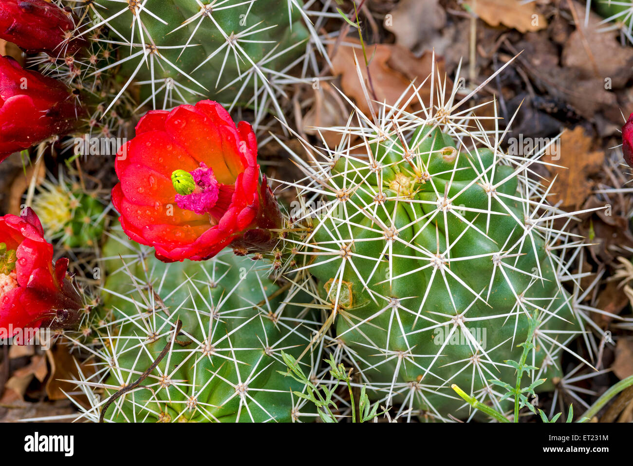 Small desert cactus in bloom Stock Photo - Alamy
