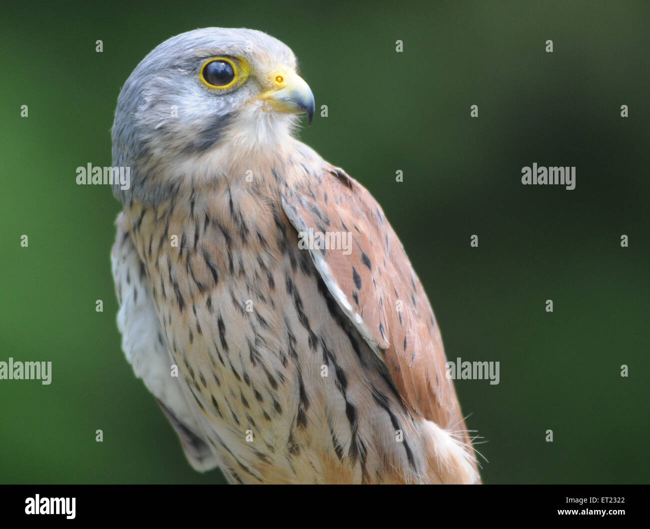Falco innunculus hi-res stock photography and images - Alamy