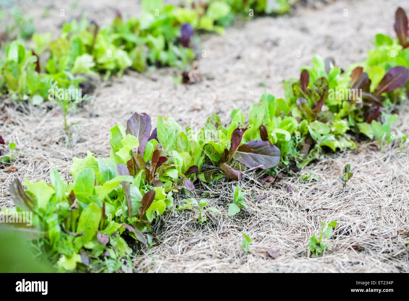 Early summer planting in urban garden Stock Photo - Alamy
