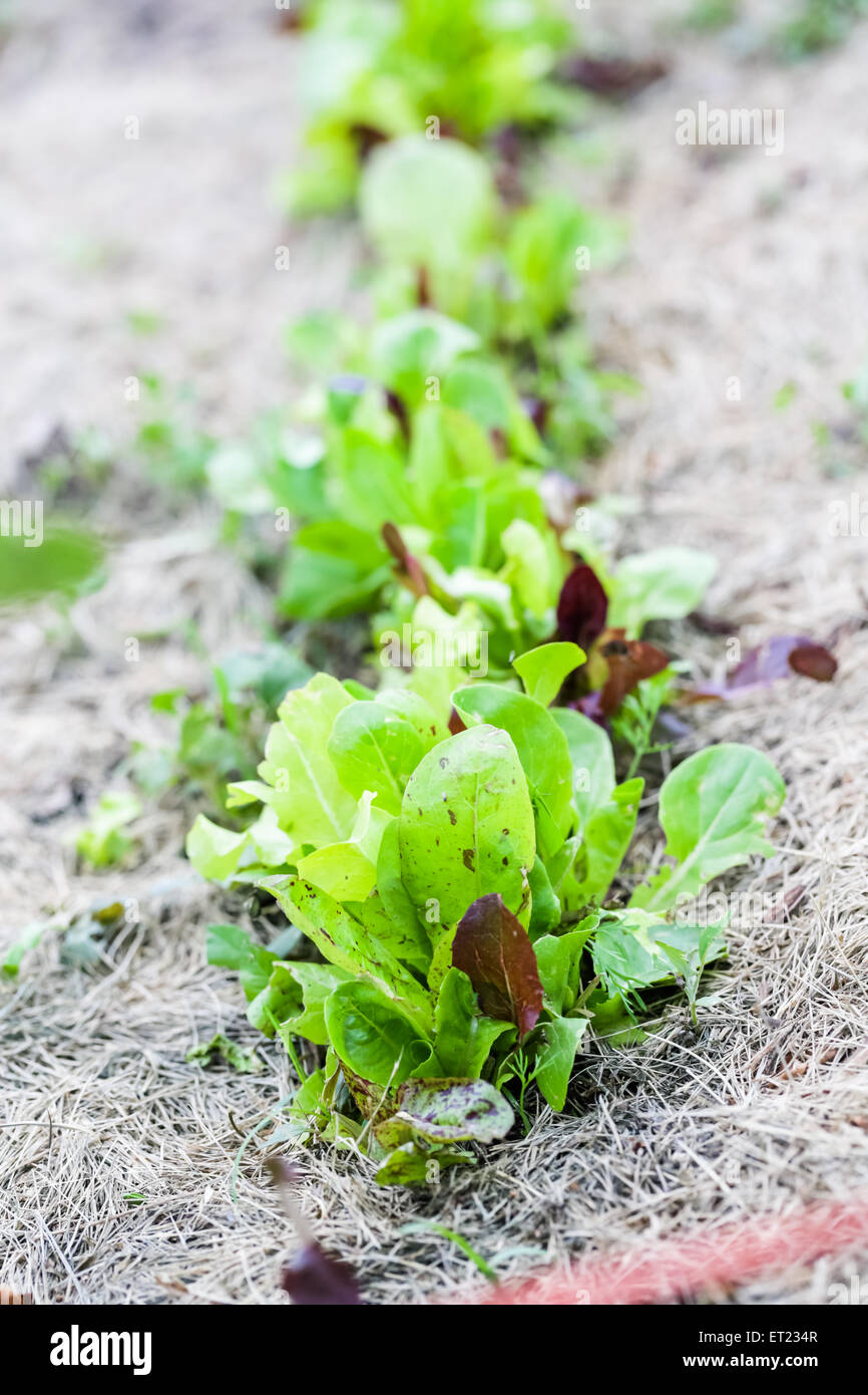 Early summer planting in urban garden Stock Photo - Alamy
