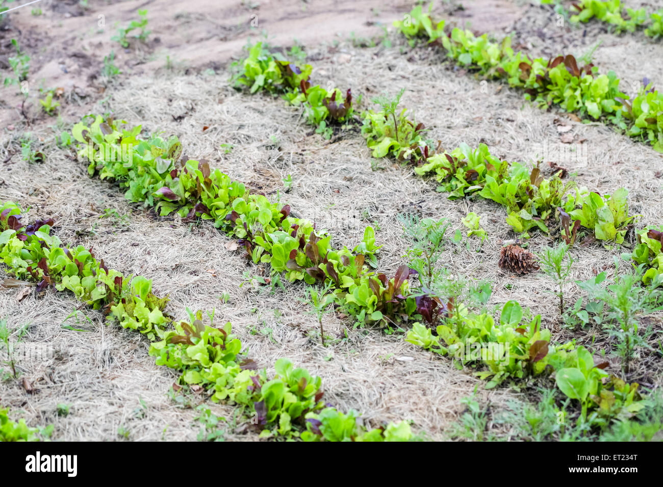 Early summer planting in urban garden Stock Photo - Alamy