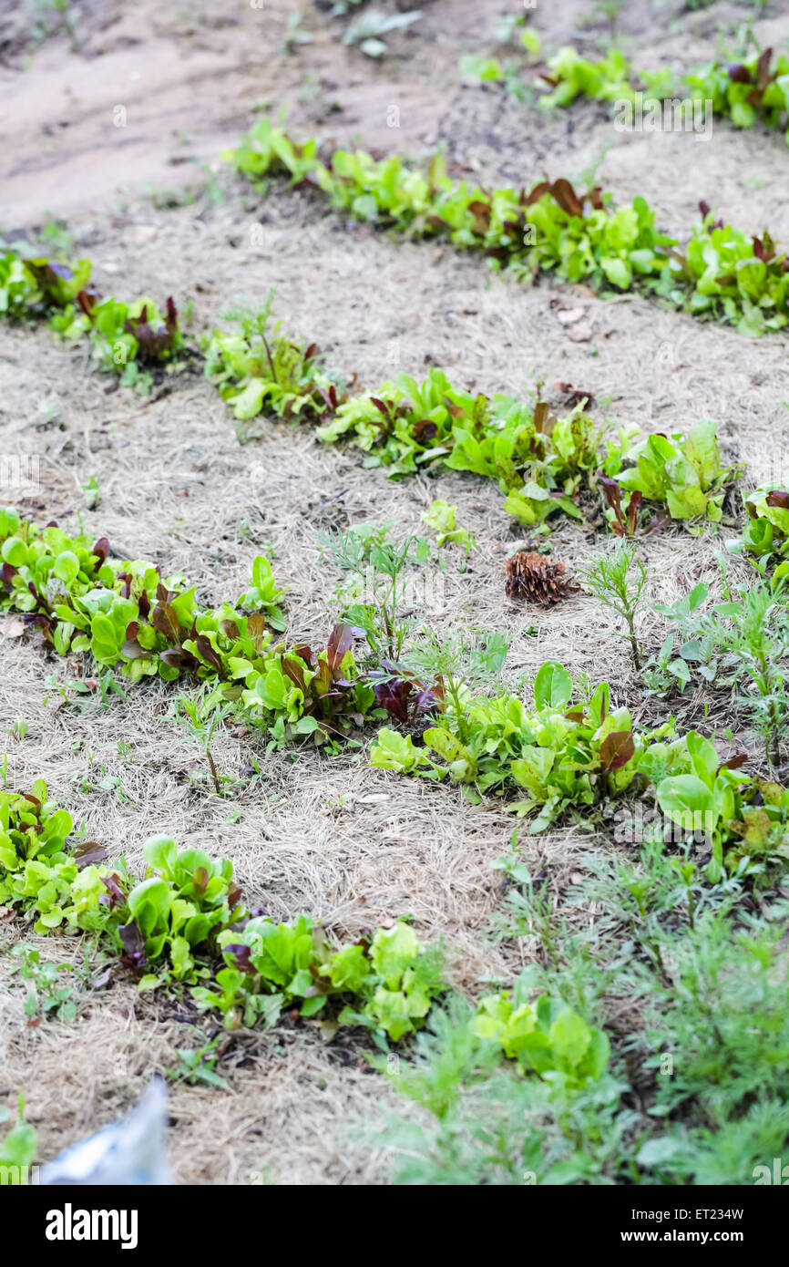 Early summer planting in urban garden Stock Photo - Alamy