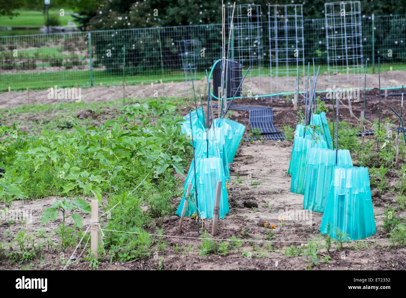 Early summer planting in urban garden Stock Photo - Alamy