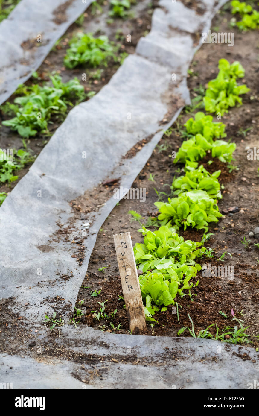 Early summer planting in urban garden Stock Photo - Alamy