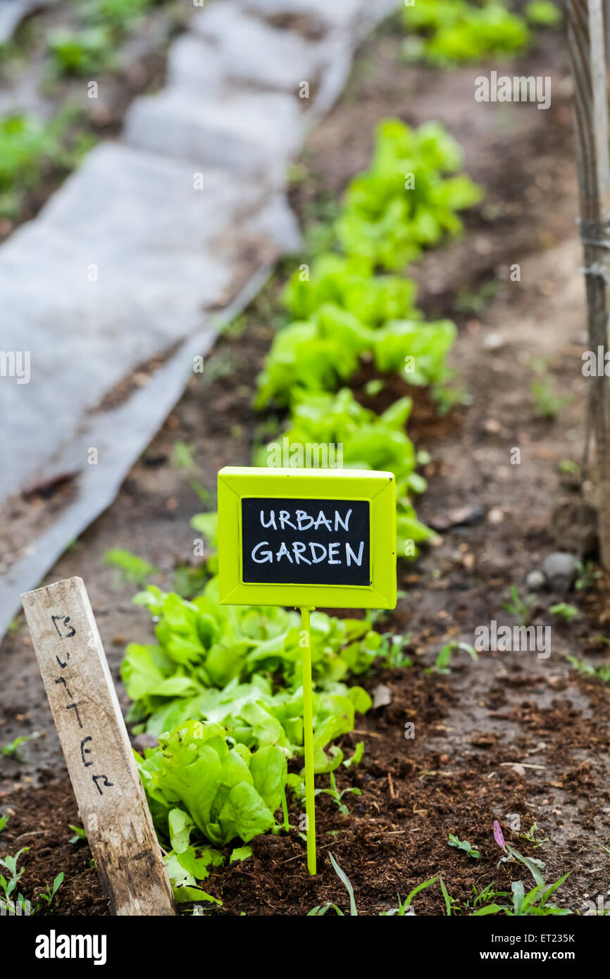 Early summer planting in urban garden Stock Photo - Alamy