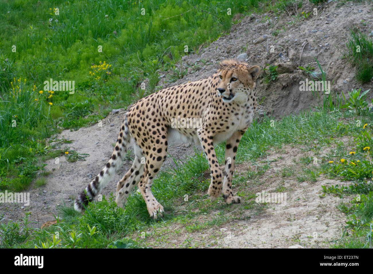 A single Cheetah Stock Photo - Alamy