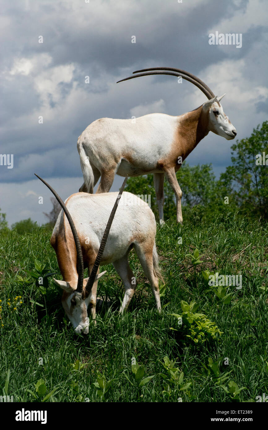 Oryx oryxs hi-res stock photography and images - Alamy