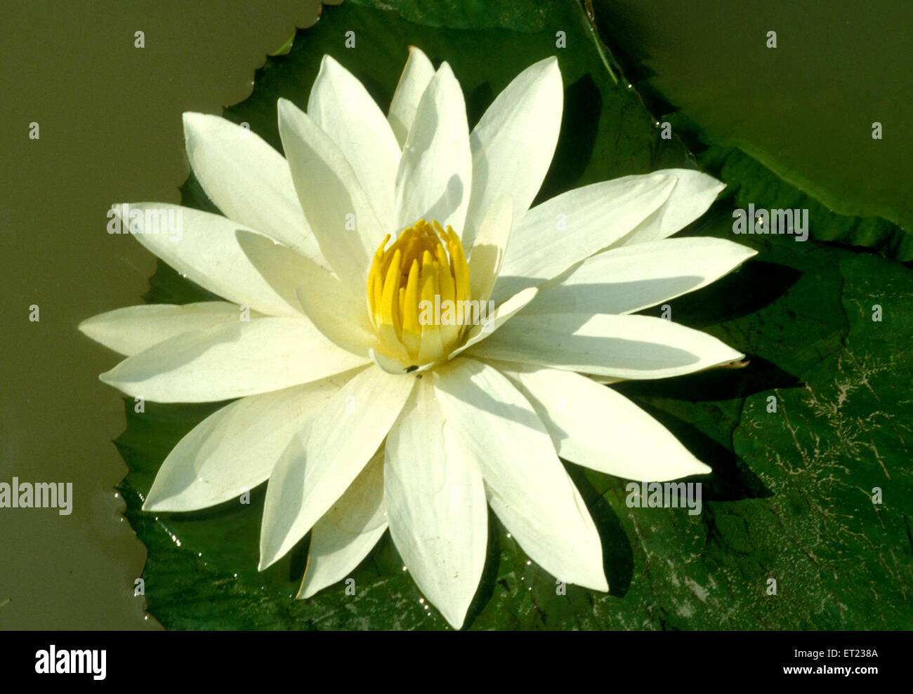 The lotus is considered a sacred flower by many eastern religious and ...